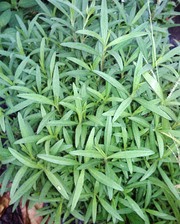 Tarragon Tea Benefits ~ Healthy Tea 101