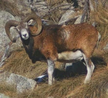Itinérance : Animaux des Pyrénées