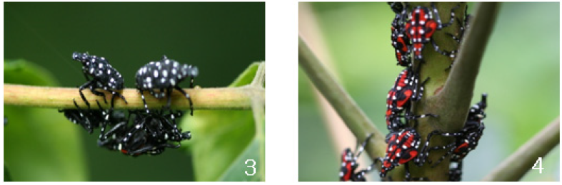 Central Pennsylvania Forestry: New Exotic Insect Pest Found In ...