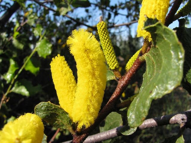 Occasionally: National Wattle Day