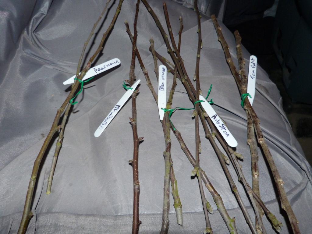 An English Homestead: Collecting Scion Wood