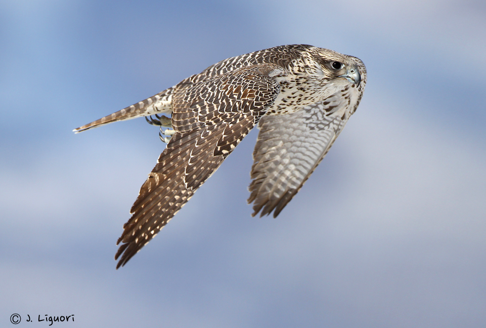 Raptor Identification and Photography