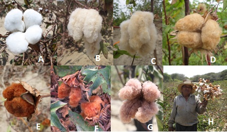 Leopoldo Vásquez: EL ALGODÓN NATIVO PERUANO