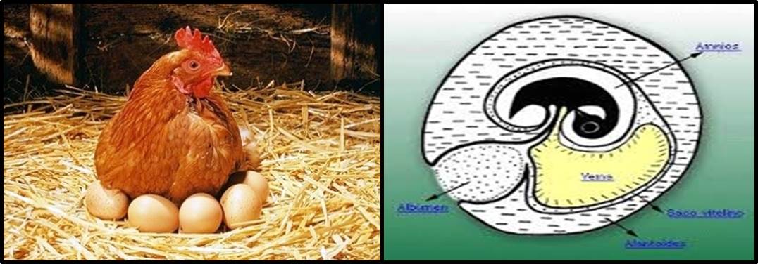 Desarrollo y Crecimiento : Desarrollo y Crecimiento de los pollos