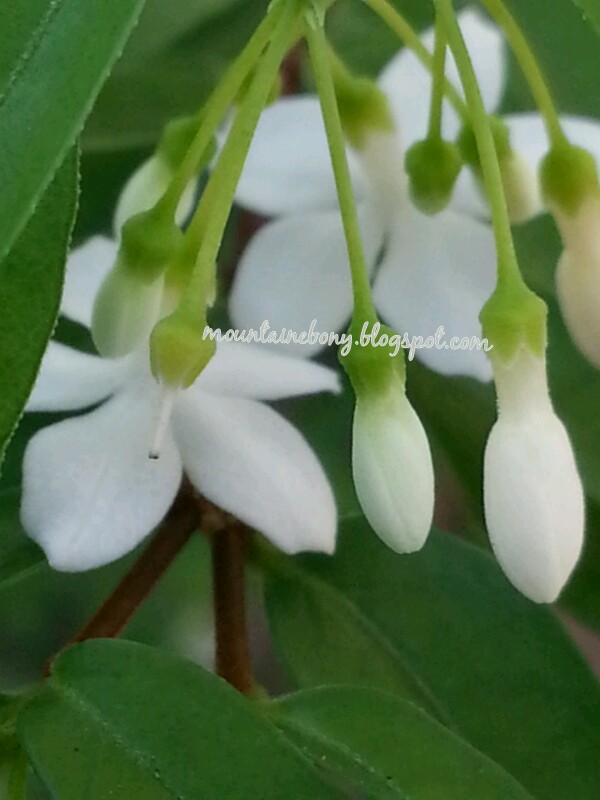 "SUKA SUKA ": Santalia