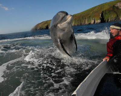 Funny Pictures Gallery: Funny dolphin, funny dolphin pictures, funny ...