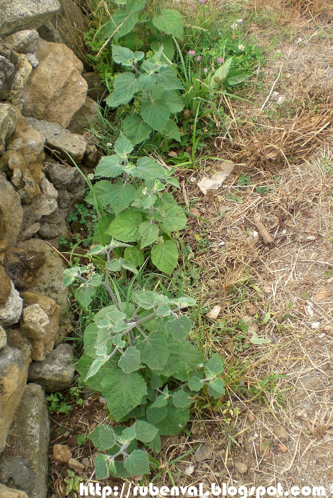 Sem P...oucas vegonhas!: Tomates de Capucho