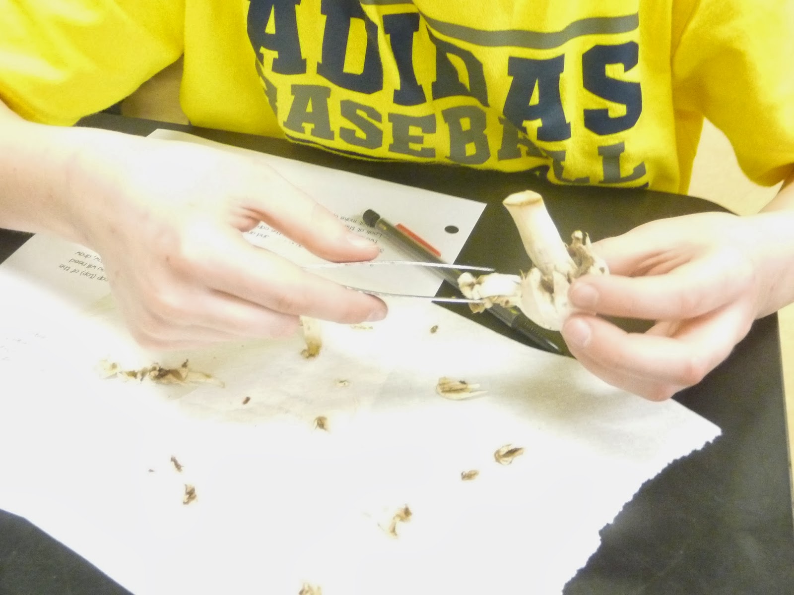 Hands-On Science with the Crazy Science Lady: Fungi: Mushroom Dissection