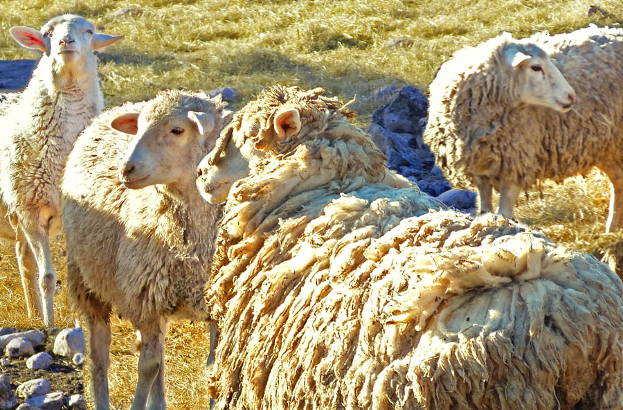 Rita Kirkman's Daily Paintings: Sheep Schemes