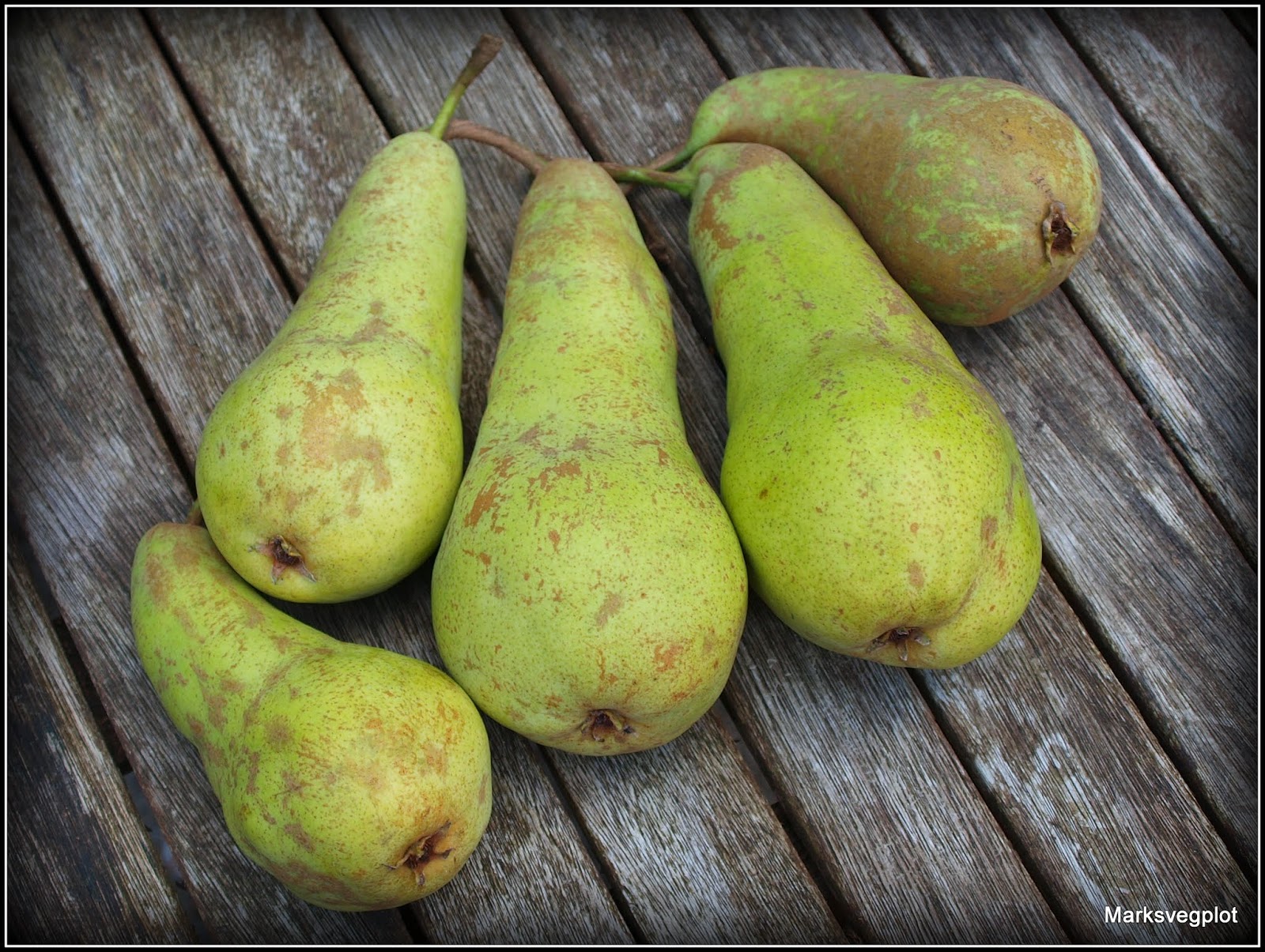 Mark's Veg Plot: Harvesting pears