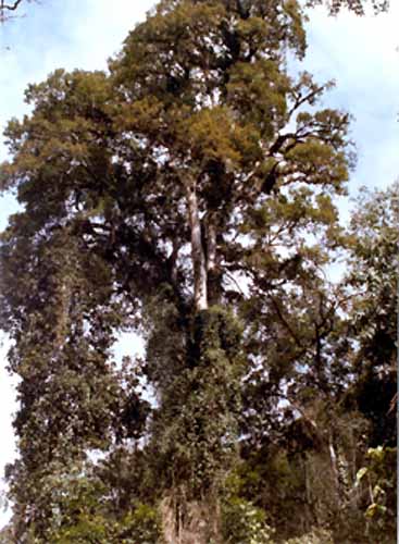 Rasamala - Altingia excelsa, Noronha