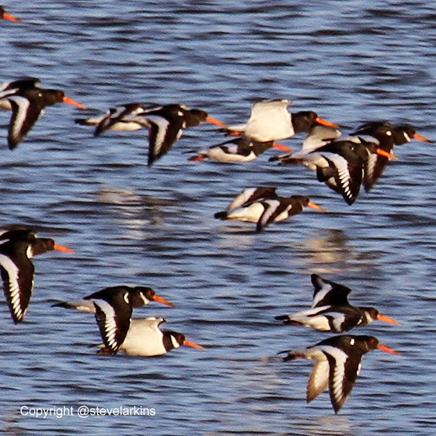 Greenham Birding: Trip to RSPB Arne