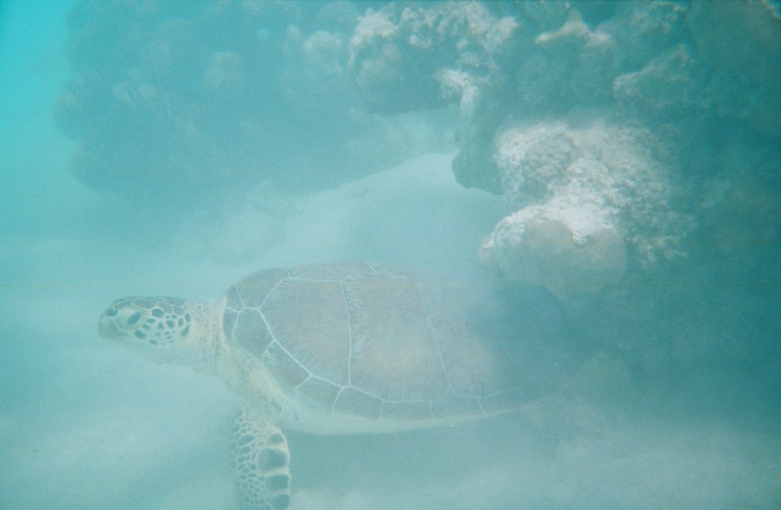 Cibatarian: Dining in Akumal Mexico: Turtle Bay Bakery and Cuevo del ...