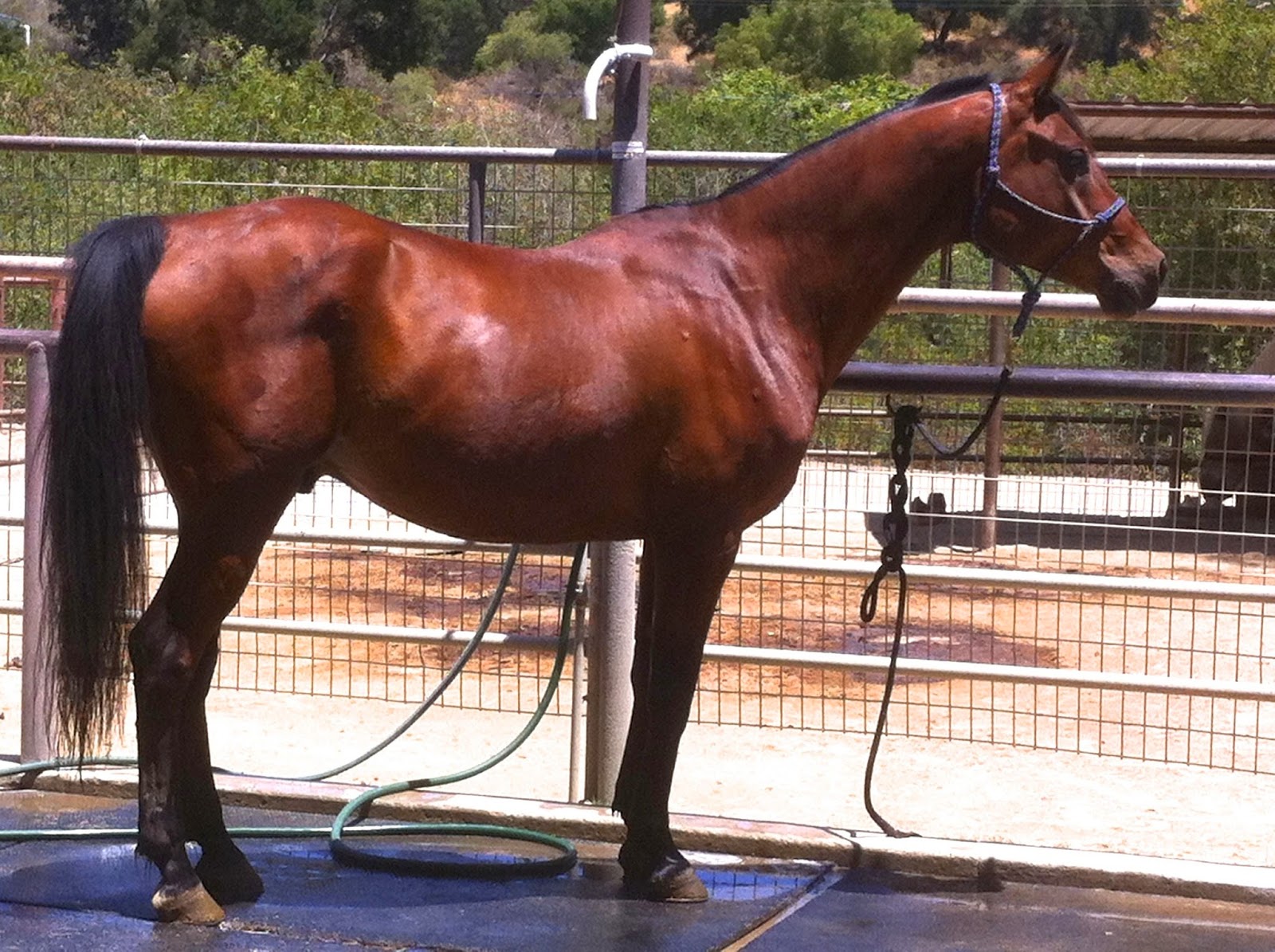 LearningEndurance: Chomping at the bit