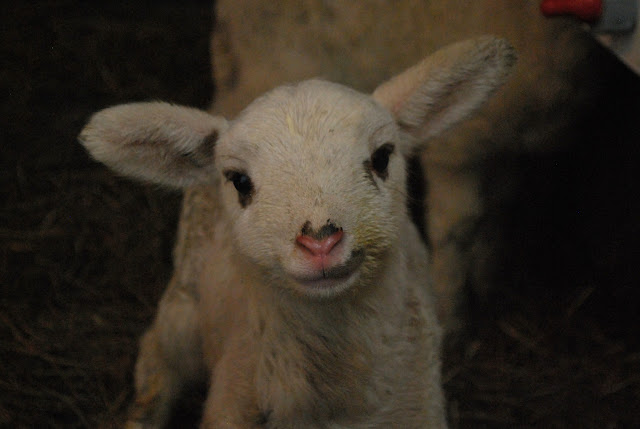 HighTail Farms: A Baker's Dozen of Baby Sheeps