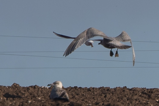 The Deskbound Birder: Thayer's Gull, Toyd Down, Tidpit, Hampshire - 6th ...