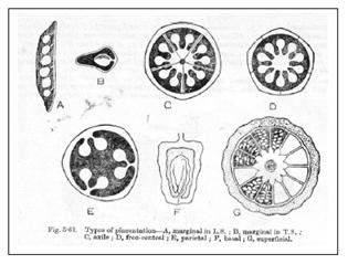 Morfologi tumbuhan: Bagian-bagian Bunga 2
