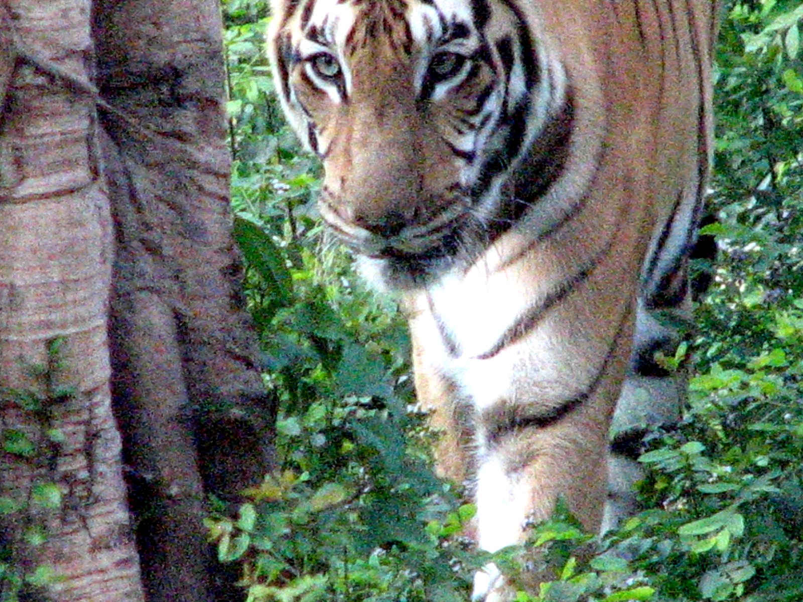 BPB's ArtPouring: Tiger Spotting In The Bengal Jungle