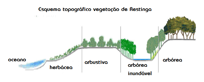 BIBOCA AMBIENTAL : MATA DE RESTINGA