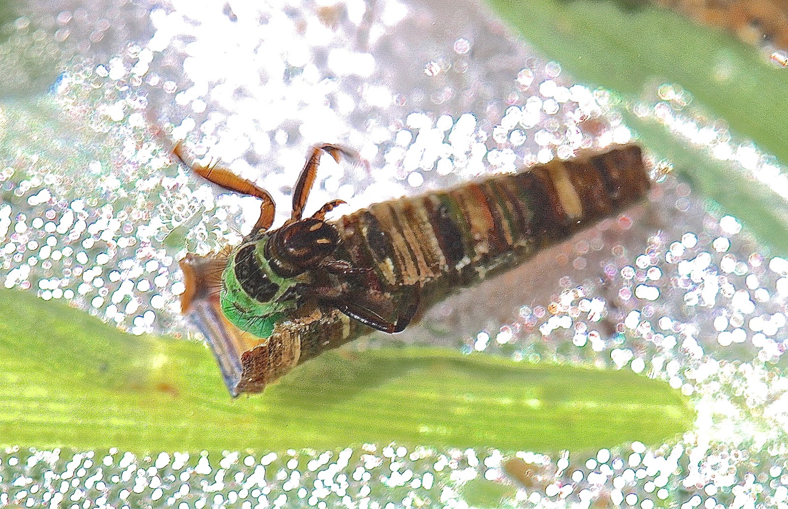 Aquatic Insects of Central Virginia: EPT Species List for Central ...