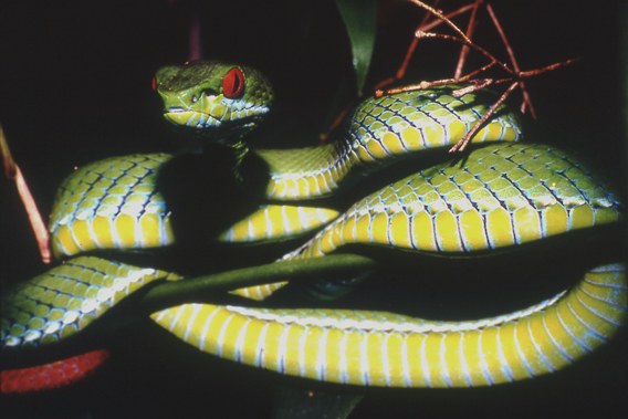KI Media: Photo: new vipers discovered in Asia's rainforests