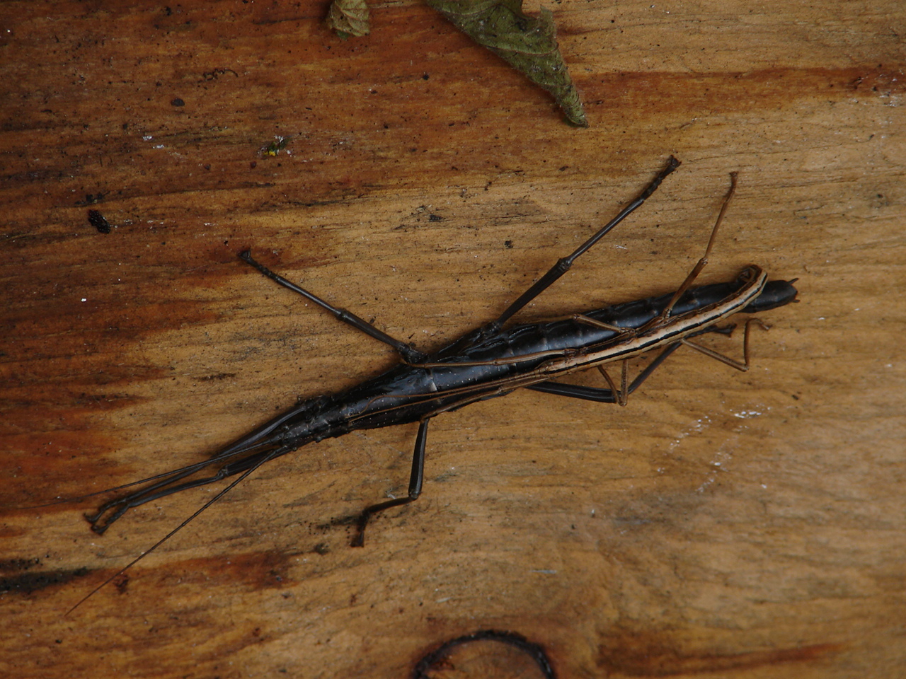 Bayou Lady: Tobacco Spitter