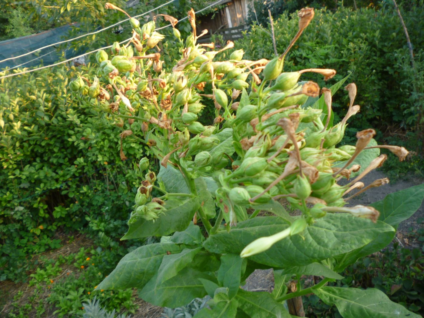 Seminte si plante de gradina hobby: Tutun