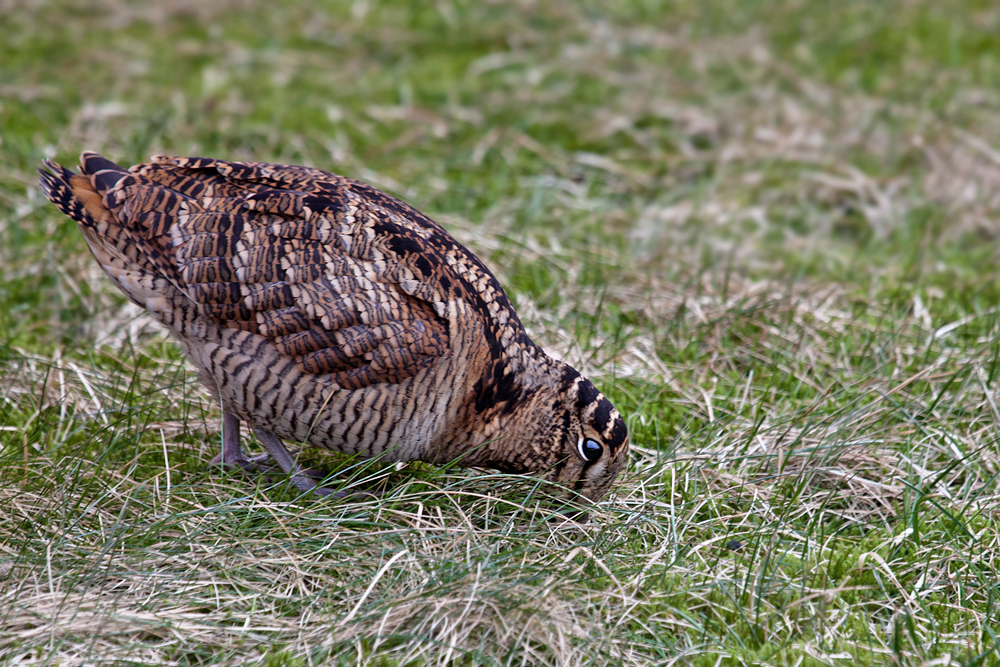 Ottar`s fotoblogg, fugler dyr og natur: Rugde