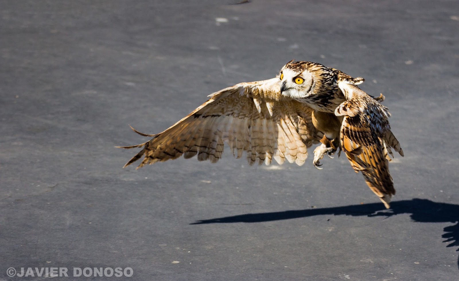 javier donoso lozano : buho de bengala (Bubo bengalensis)
