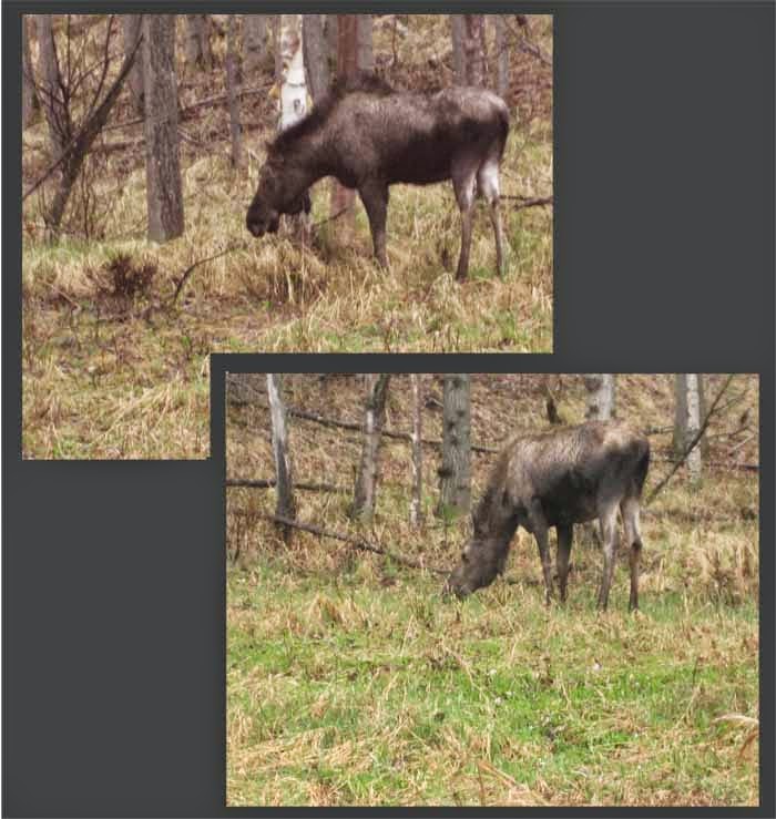 What Do I Know?: This Time No Cops, Just Moose On Way Home