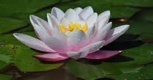 nunuy: Belajar Dari Filosofi Bunga Lotus