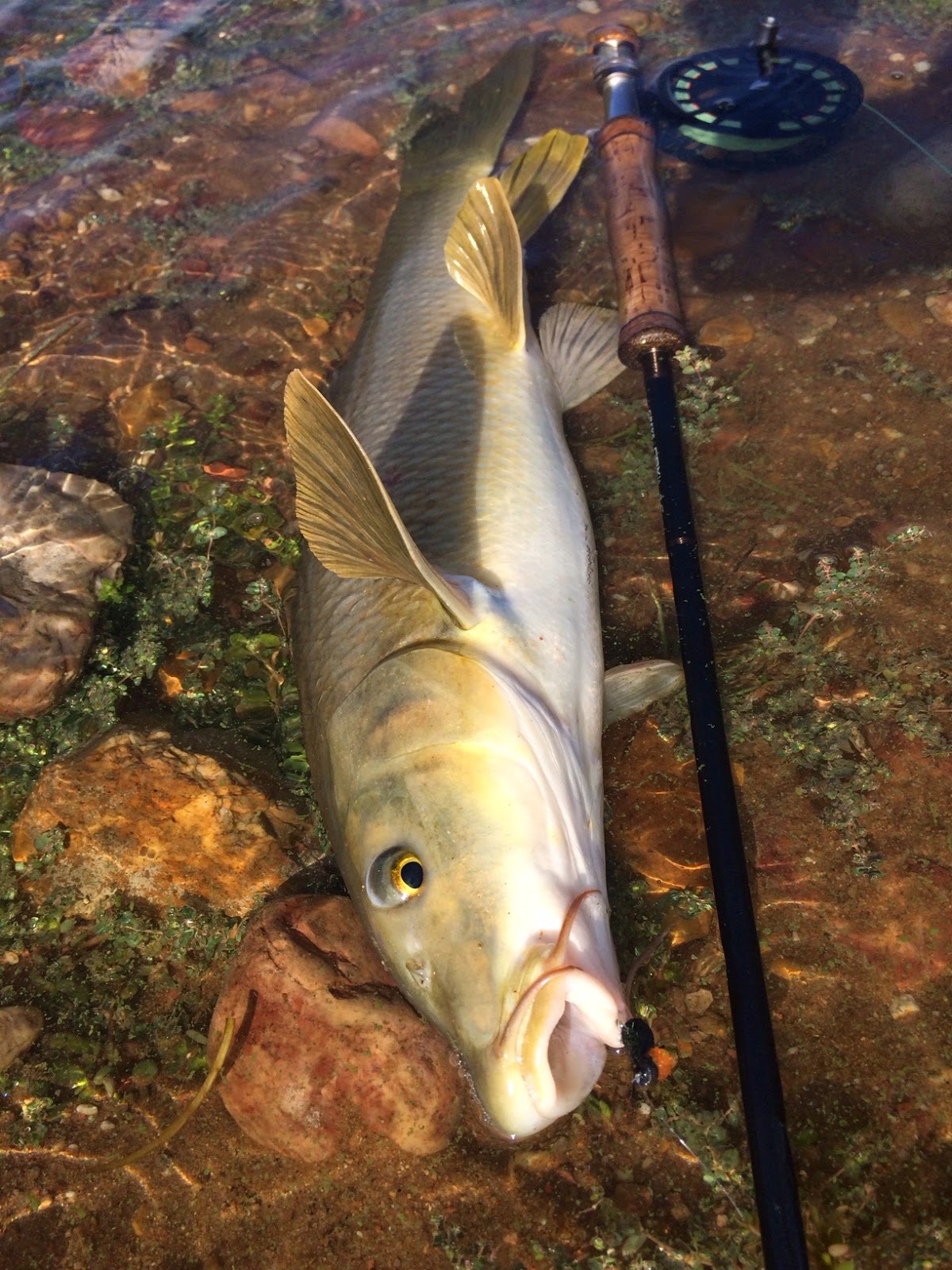 ONLY FLY FISH: BARBO/BARBEL/BARBUS BOCAGEI