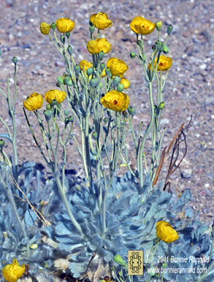 Bonnie Rannald's Photo-Explorations in focus with nature. : Las Vegas ...
