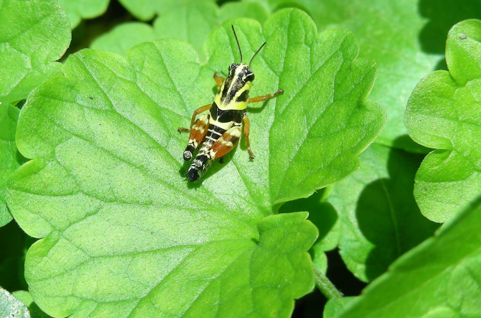Insect ecology - Alchetron, The Free Social Encyclopedia