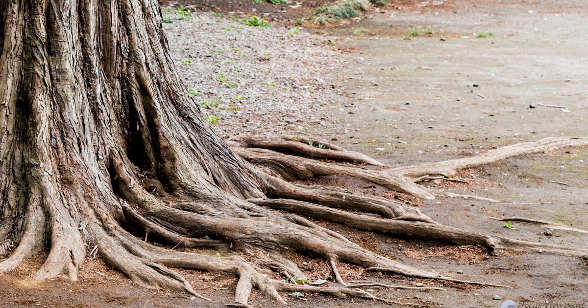 Roots spread - stronger the roots taller the tree. | Focus Viewpoint