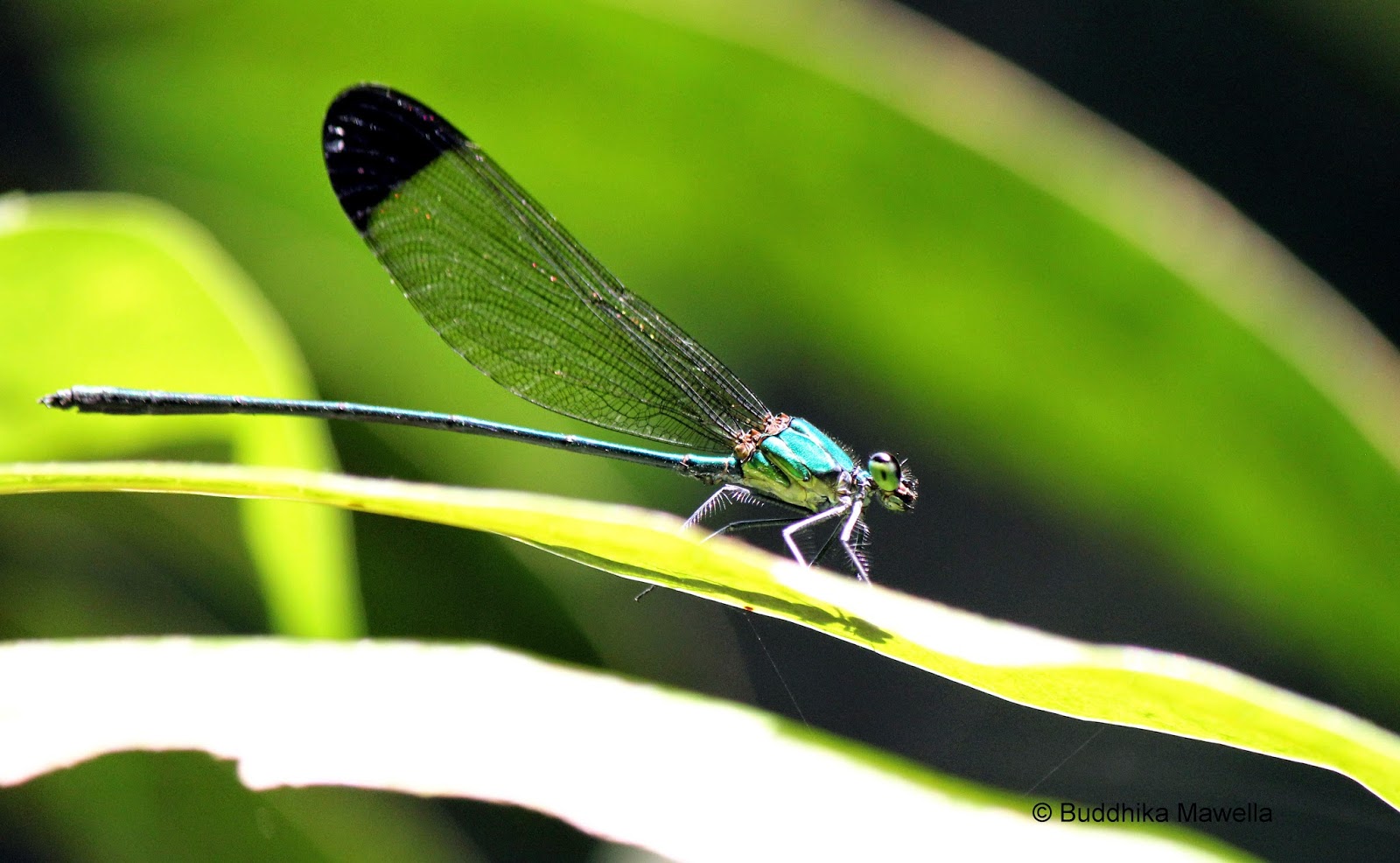 Lanka Nature Summary: Black-Tipped Flashwing (Vestalis apicalis nigrescens)