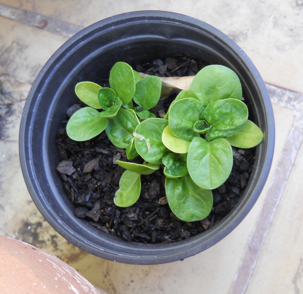 Plantas para hombres: espinaca