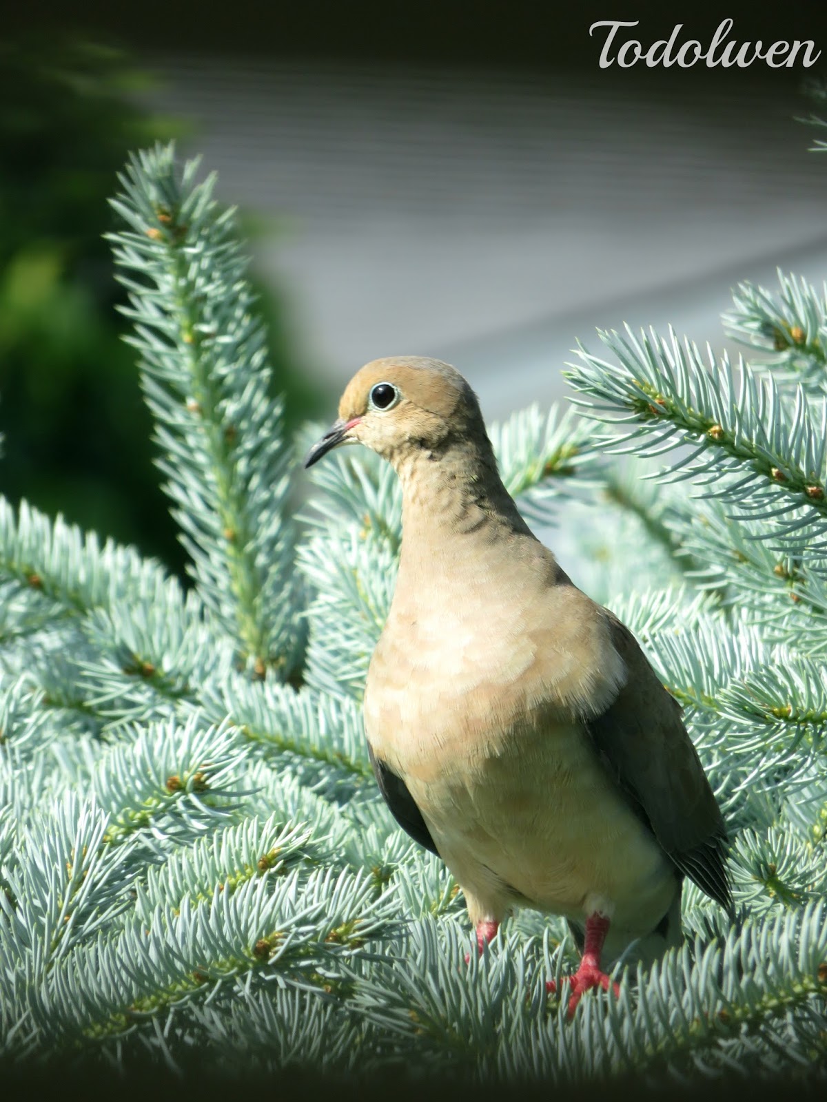 Todolwen: The Doves In Our Tree ...