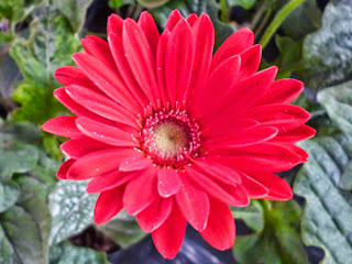 Barberton daisy - Gerbera jamesonii or Babandesiya | SL Flora