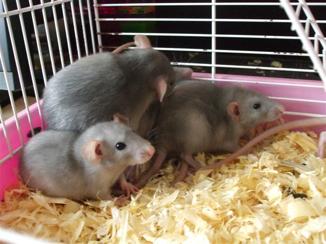 Dumbo Rats UK: For Sale
