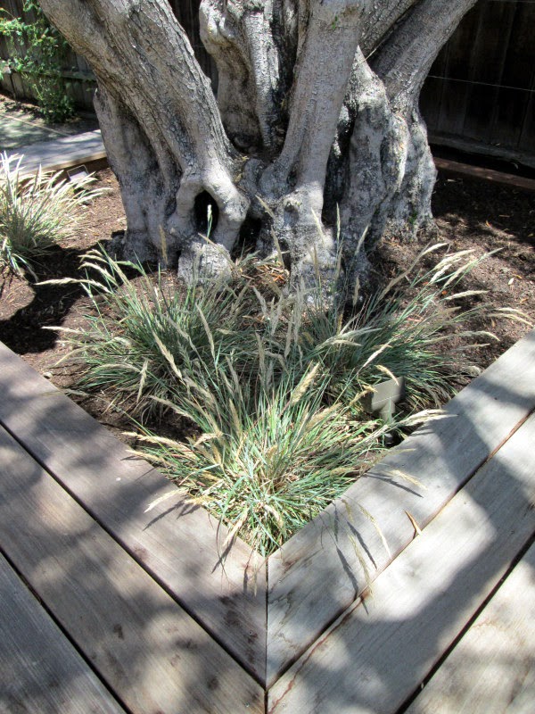 Taproot Garden Design & Fine Gardening: Stewart Family Garden - Palo ...