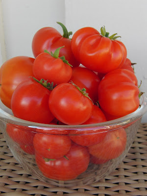 Kristins Hage&Drivhus: Undervatning til tomatar.