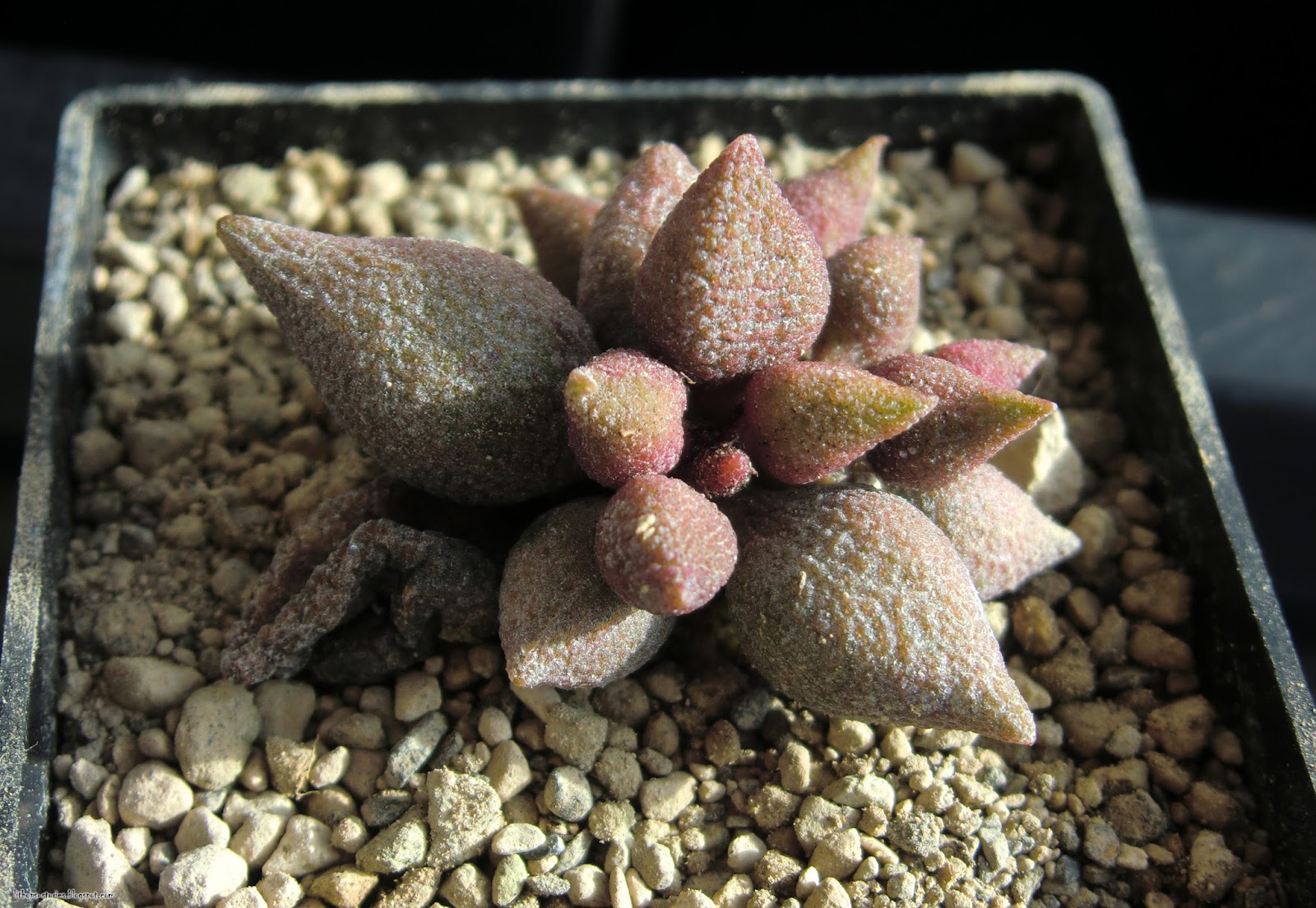 Lithops Stories: Adromischus marianiae: Part 2 (17 pics)