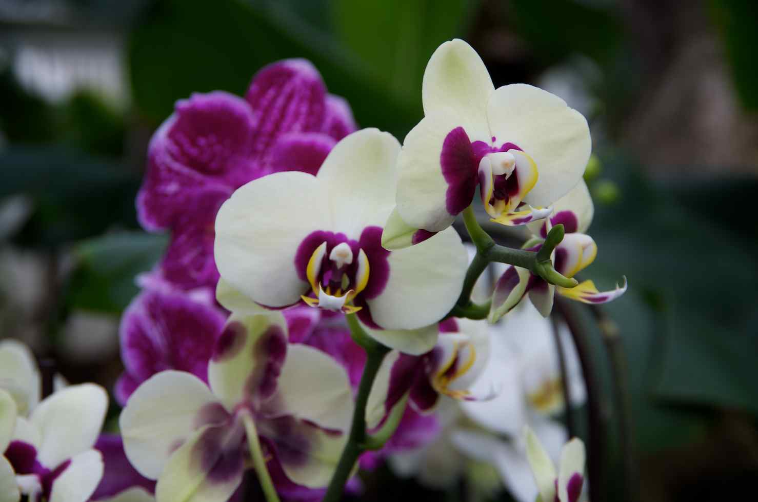 Photographer's Garden: Orchids at Kew