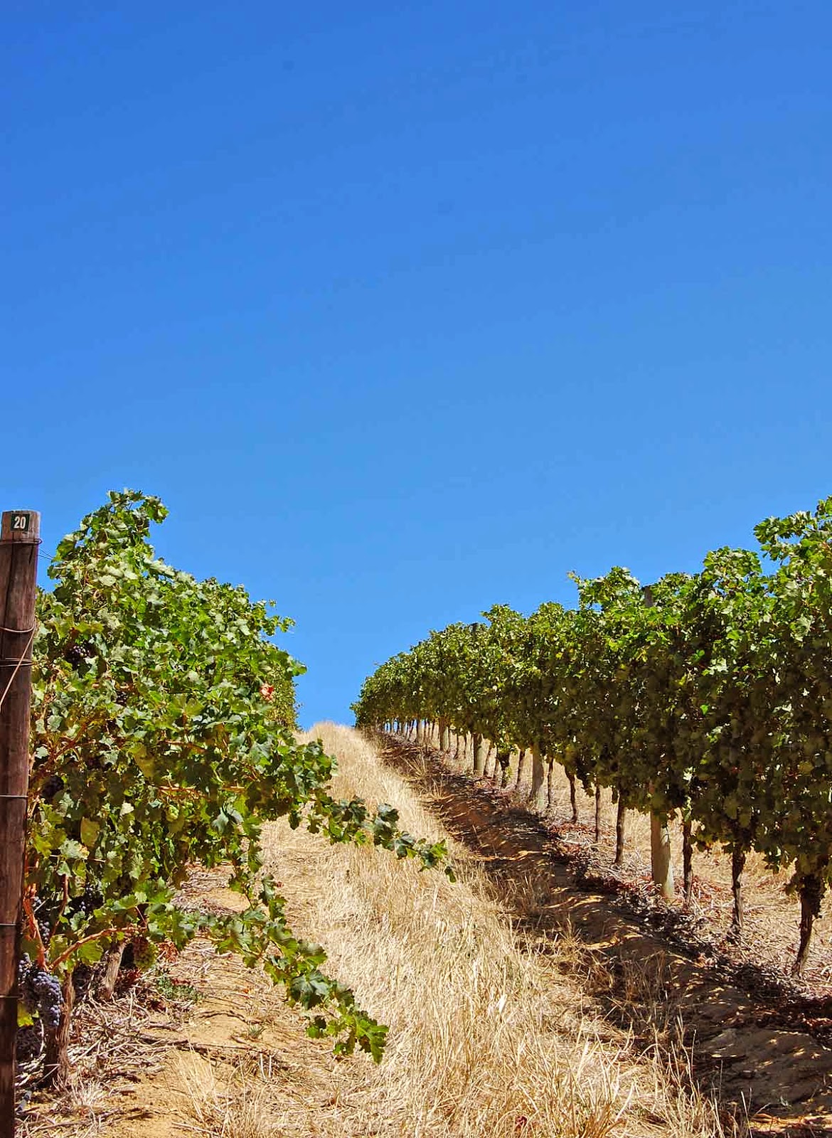 .: A visit to Anthonij Rupert Wines