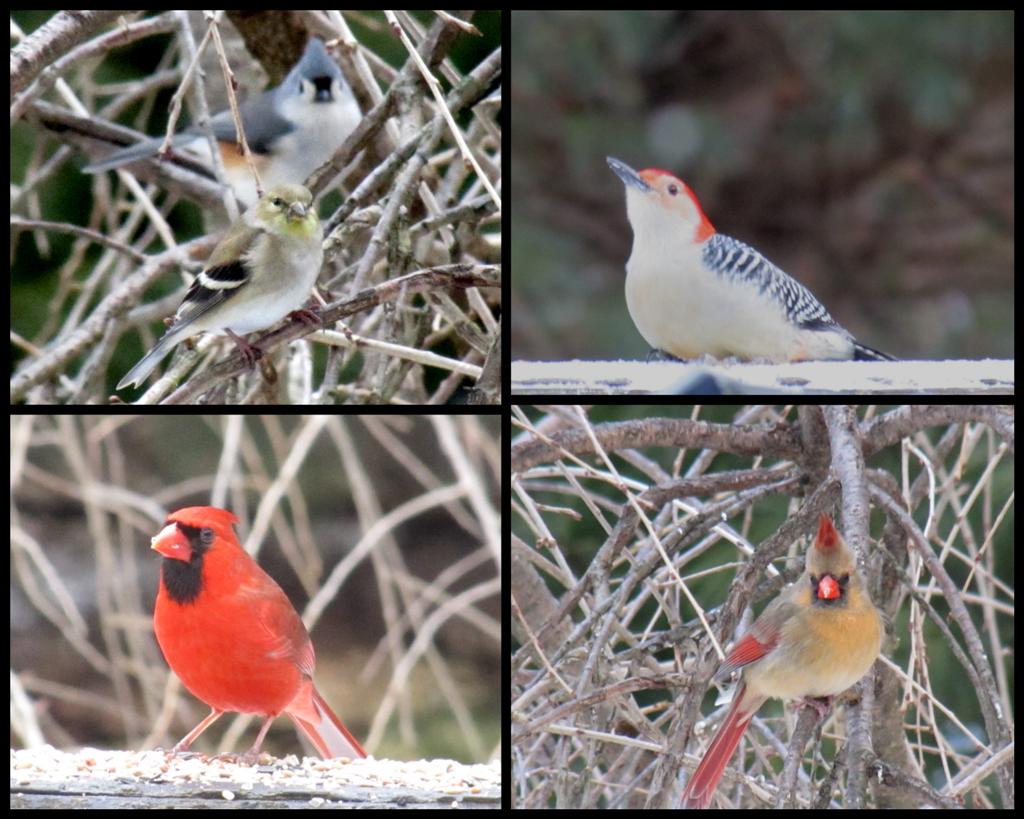 Viewing nature with Eileen: Backyard birds
