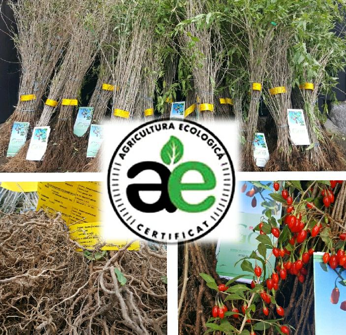 Cultivarea Goji in Romania: Certificare Bio a unei culturi