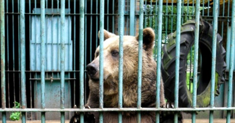 Sad Zoo Animals In Cages | Wallpapers Gallery