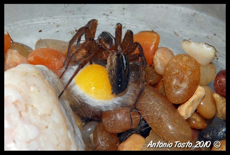 Dominican Spiders: Lycosidae, Agalenocosa bryantae