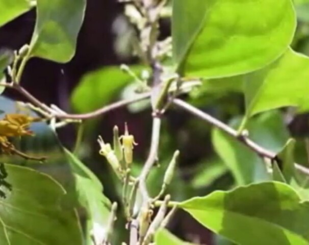 Cara Mengobati Amandel dengan Mudah Tanpa Operasi - Hari Ini dan Masa Depan